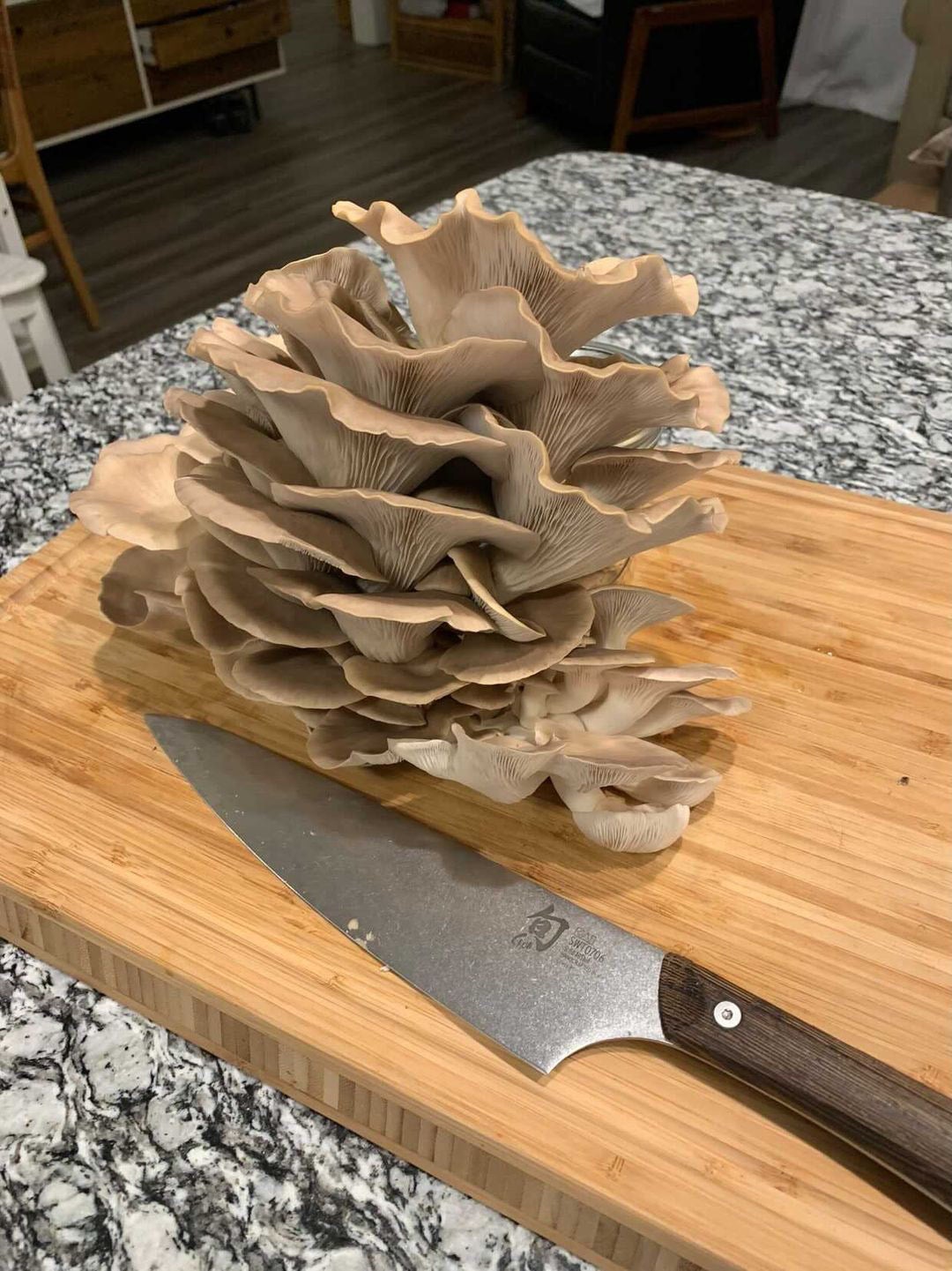 Italian Oyster | Vale of Paradise Mushrooms